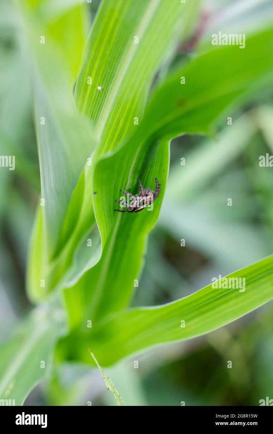 Spider under the leaf hi-res stock photography and images - Alamy
