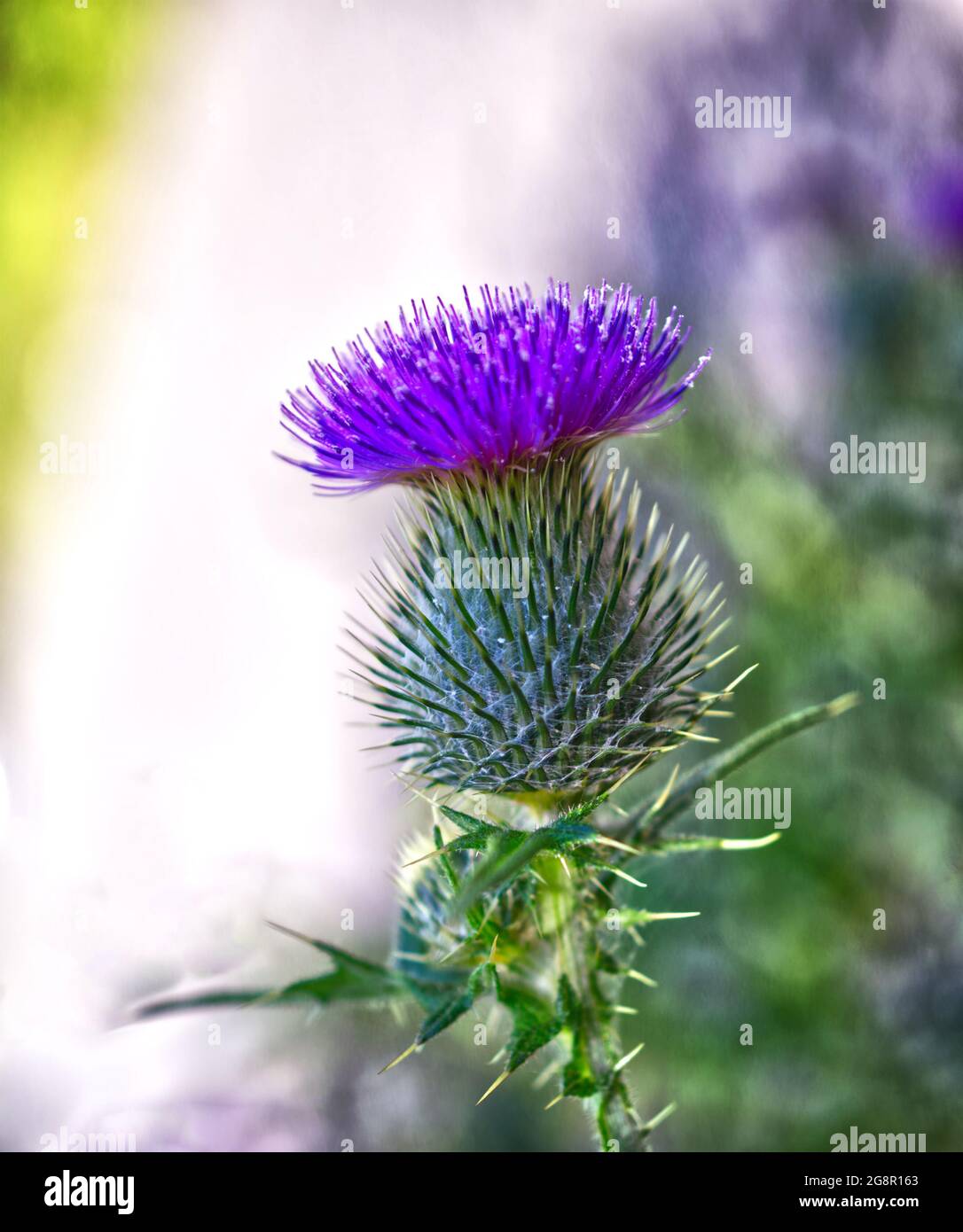 Spear thistle flower head hi-res stock photography and images - Alamy