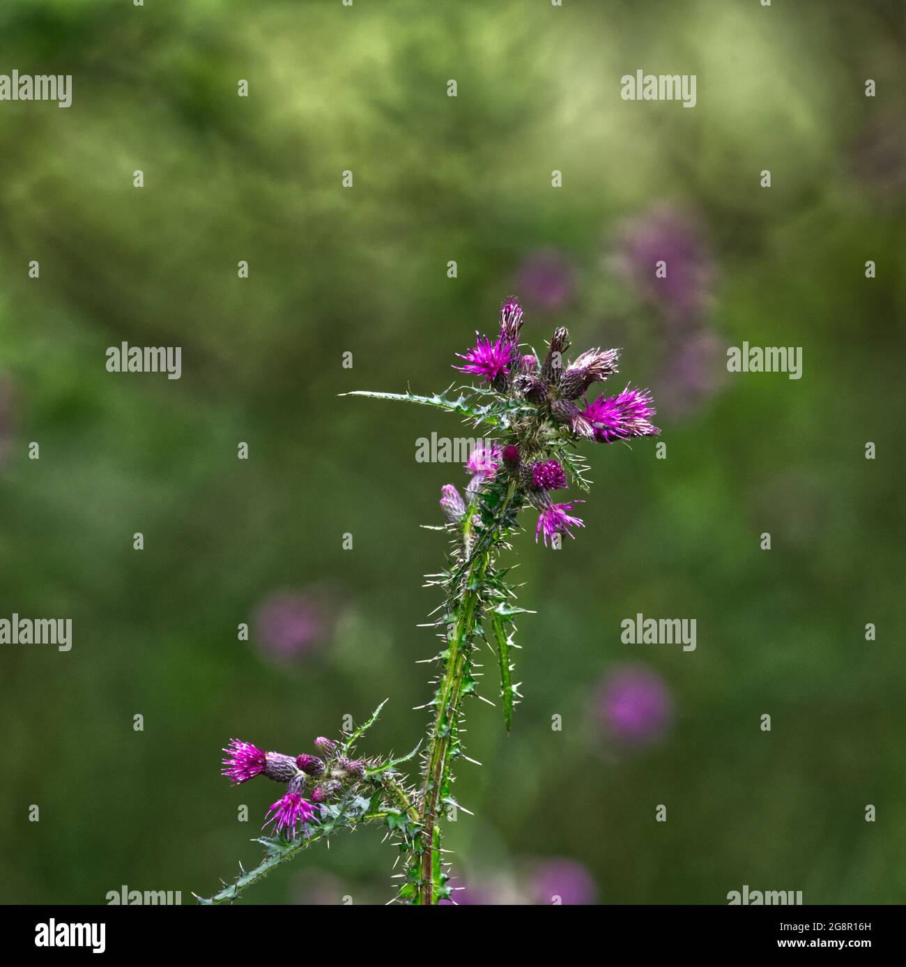 Marsh daisy hi-res stock photography and images - Alamy