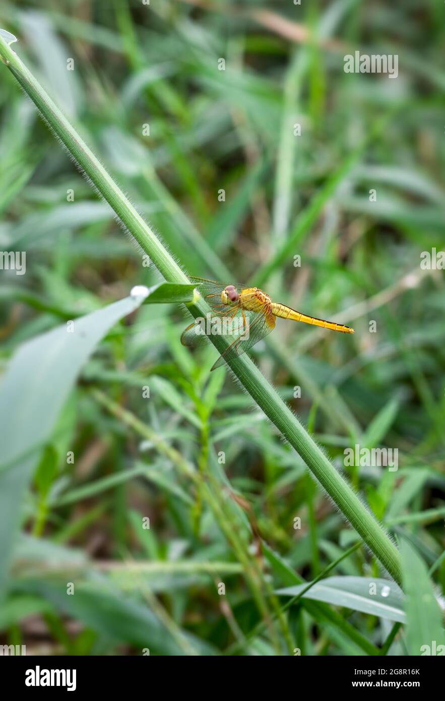 Dragonfly taking rest hi-res stock photography and images - Alamy