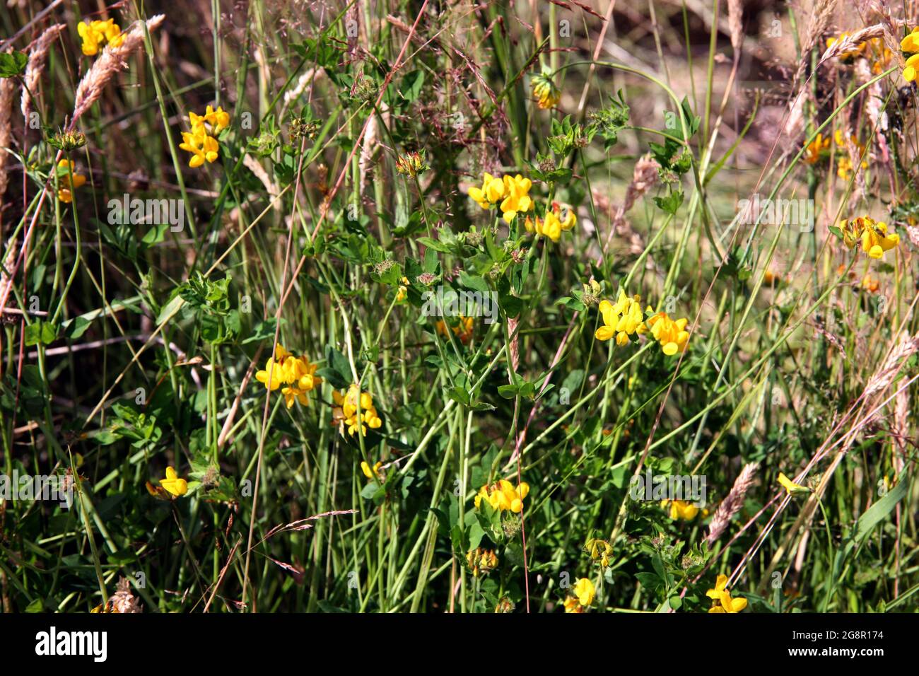 Ragwort senecio jacobaea food source for insects problem in gardens hi ...