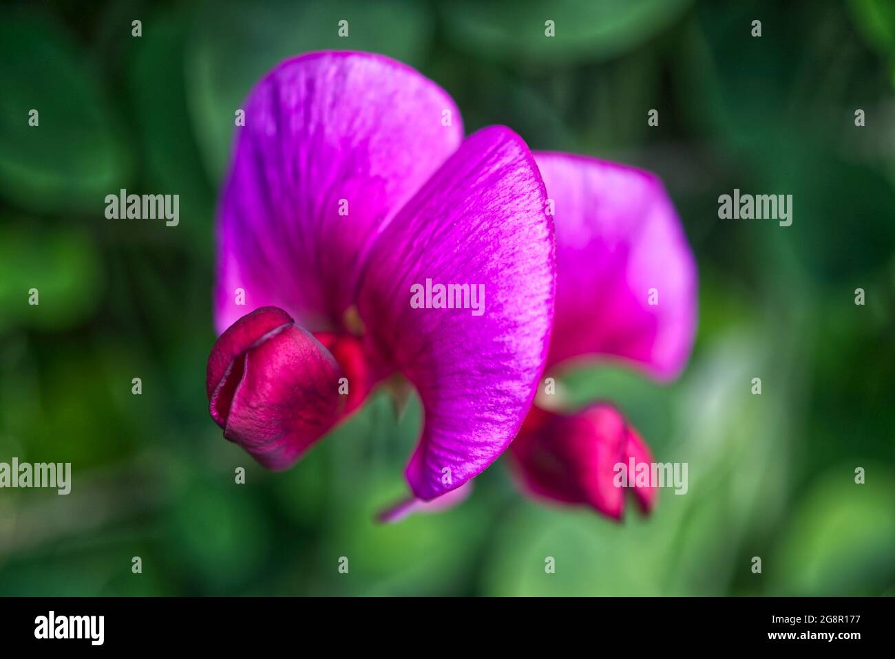Sweet Pea Flower Stock Photo - Alamy