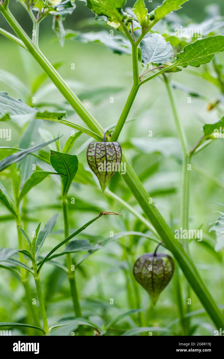 Raw cape gooseberry or ground cherry on a small tree close up in the ...
