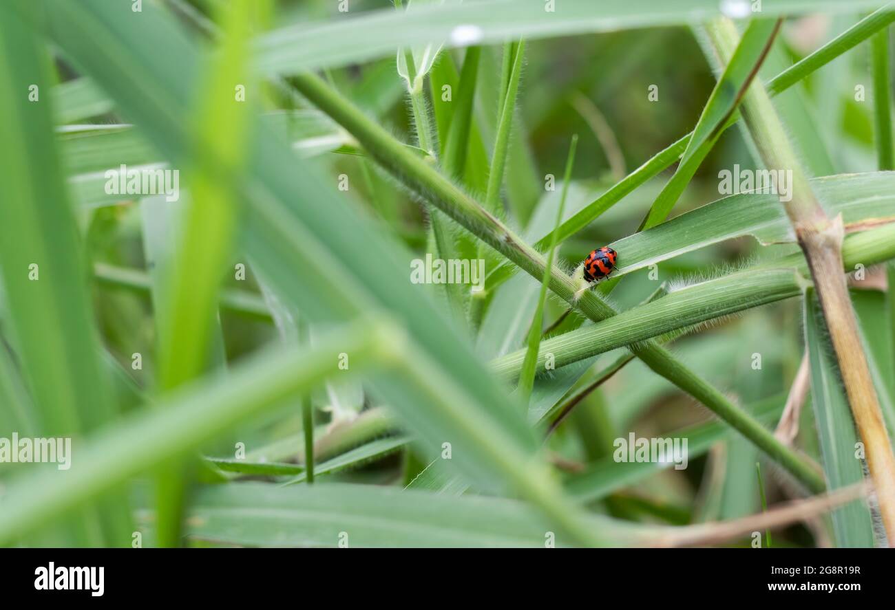 Red-spotted ladybug walking on the wild grasses in the jungle Stock ...