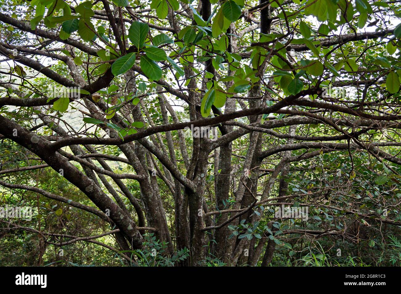 Tree on tropical rainforest in Belo Horizonte, Brazil Stock Photo - Alamy
