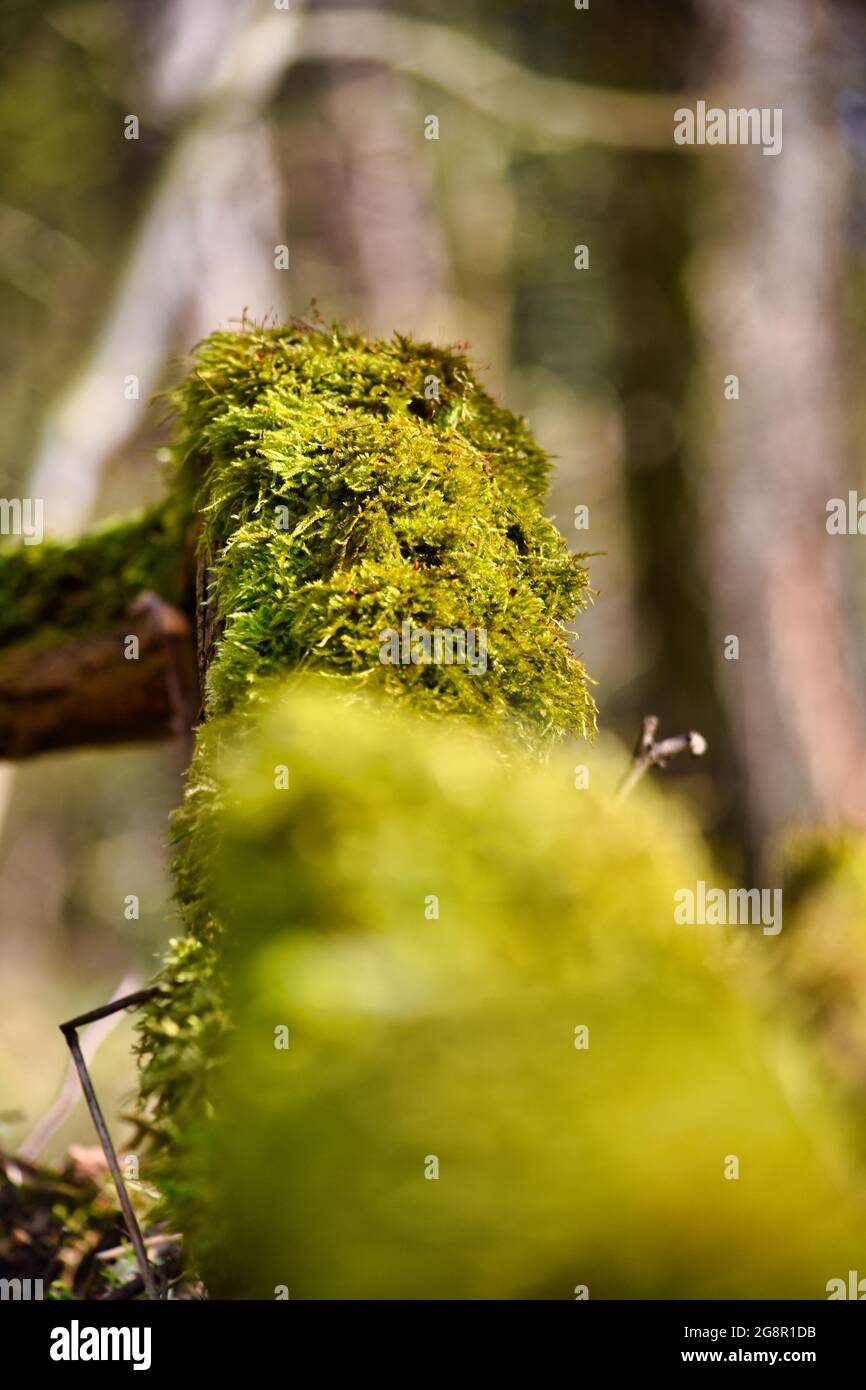 Selective closeup of an old mossy brach Stock Photo - Alamy