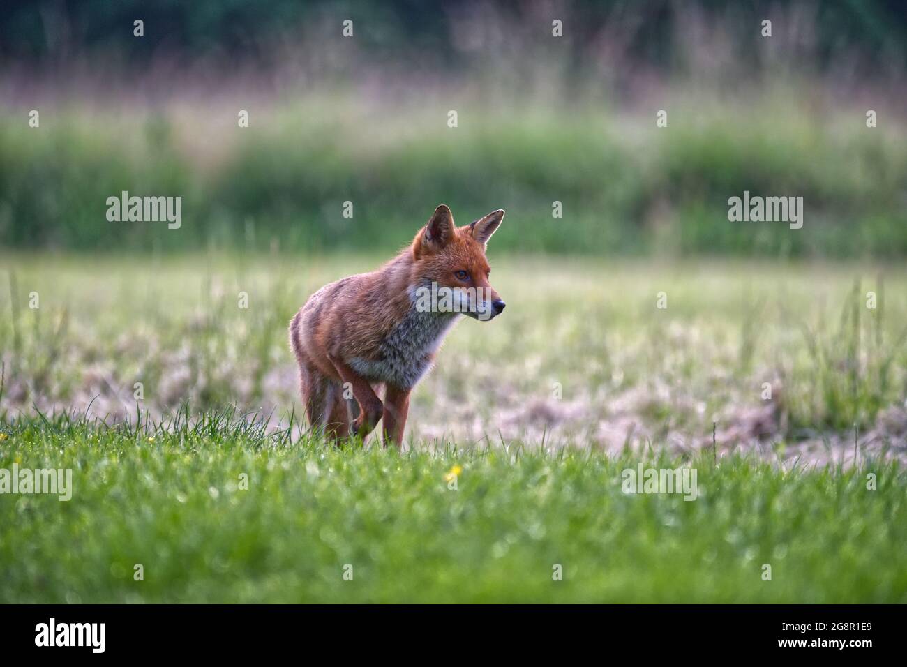 Red fox baring teeth hi-res stock photography and images - Alamy