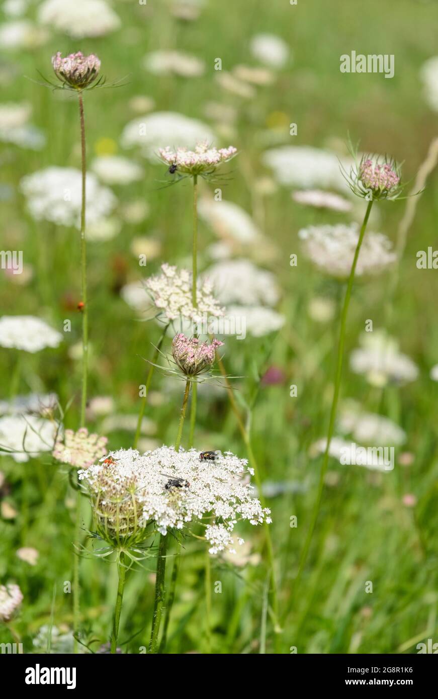 Daucus Carota Plant