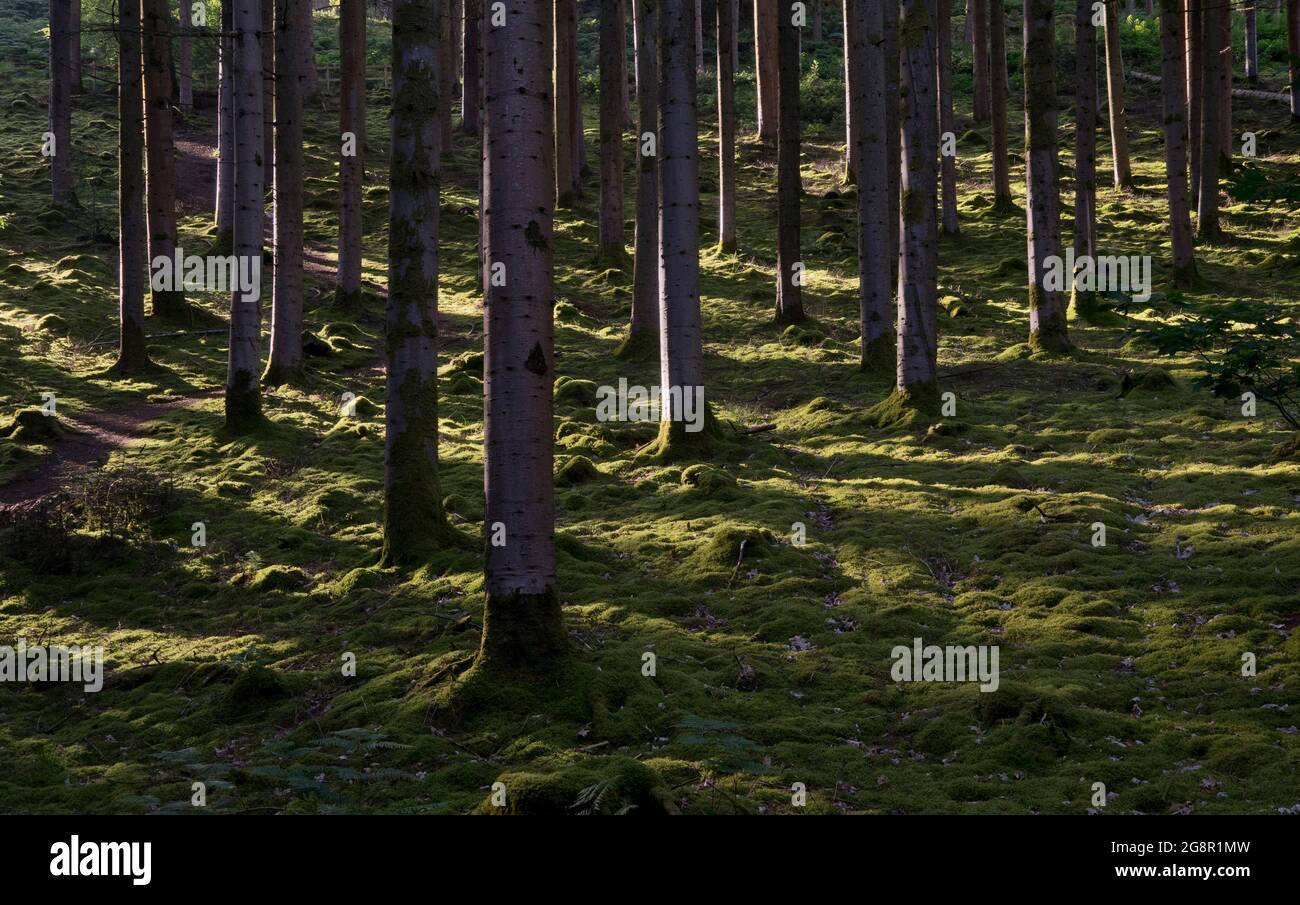 Hafod estate hi-res stock photography and images - Alamy