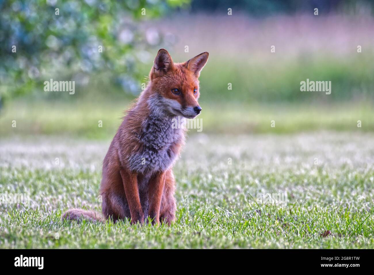 Fox looking up hi-res stock photography and images - Alamy