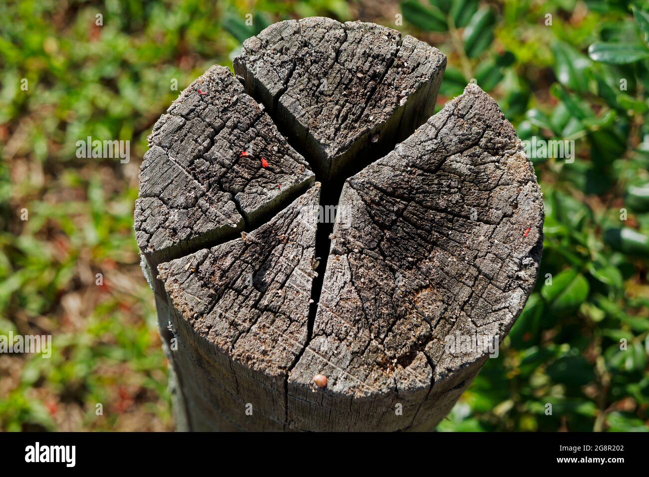 Tropical rainforest tree trunk hi-res stock photography and images - Alamy