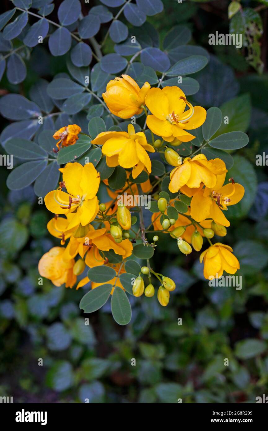 Yellow flowers (Senna auriculata) on tropical rainforest Stock Photo ...