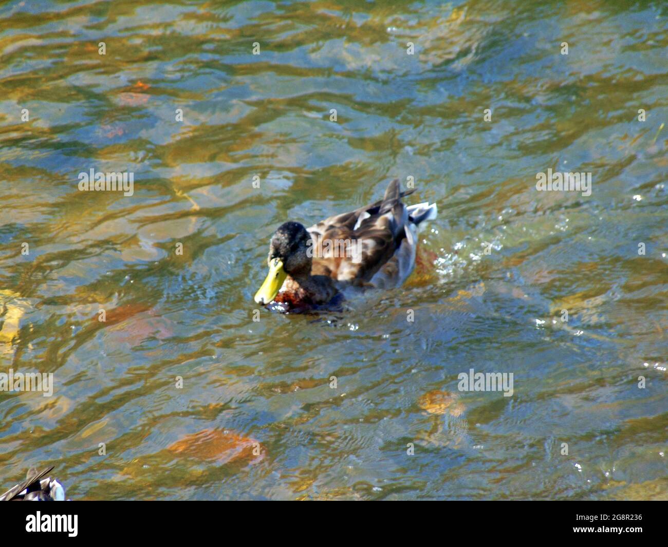 Cute duck swimming in the river in Baia Mare city Stock Photo - Alamy