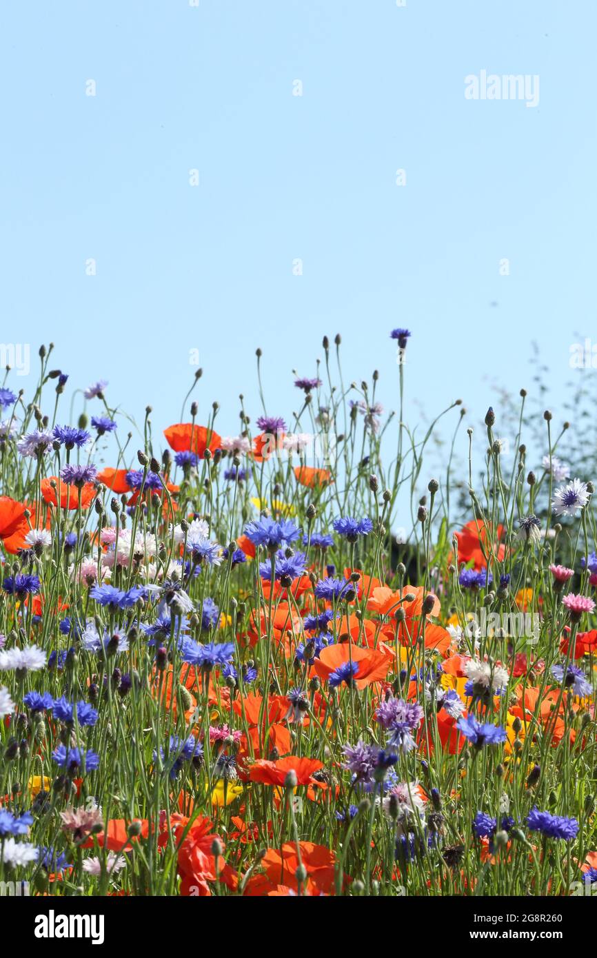 Wildflowers in bloom on a roadside verge in Sutton Coldfield Stock ...
