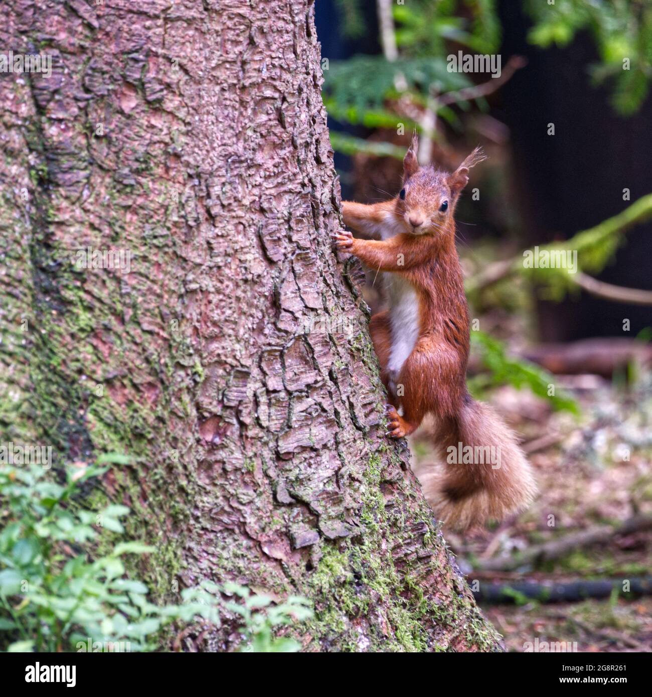 Chasing squirrels hi-res stock photography and images - Alamy
