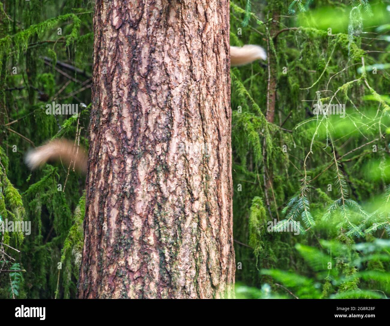 Chasing squirrels hi-res stock photography and images - Alamy