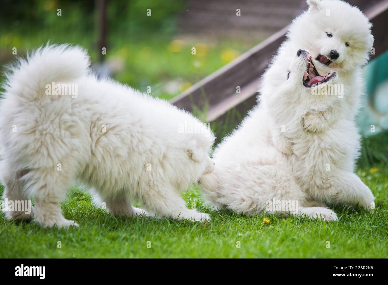 Funny fluffy white Samoyed puppies dogs are playing Stock Photo - Alamy