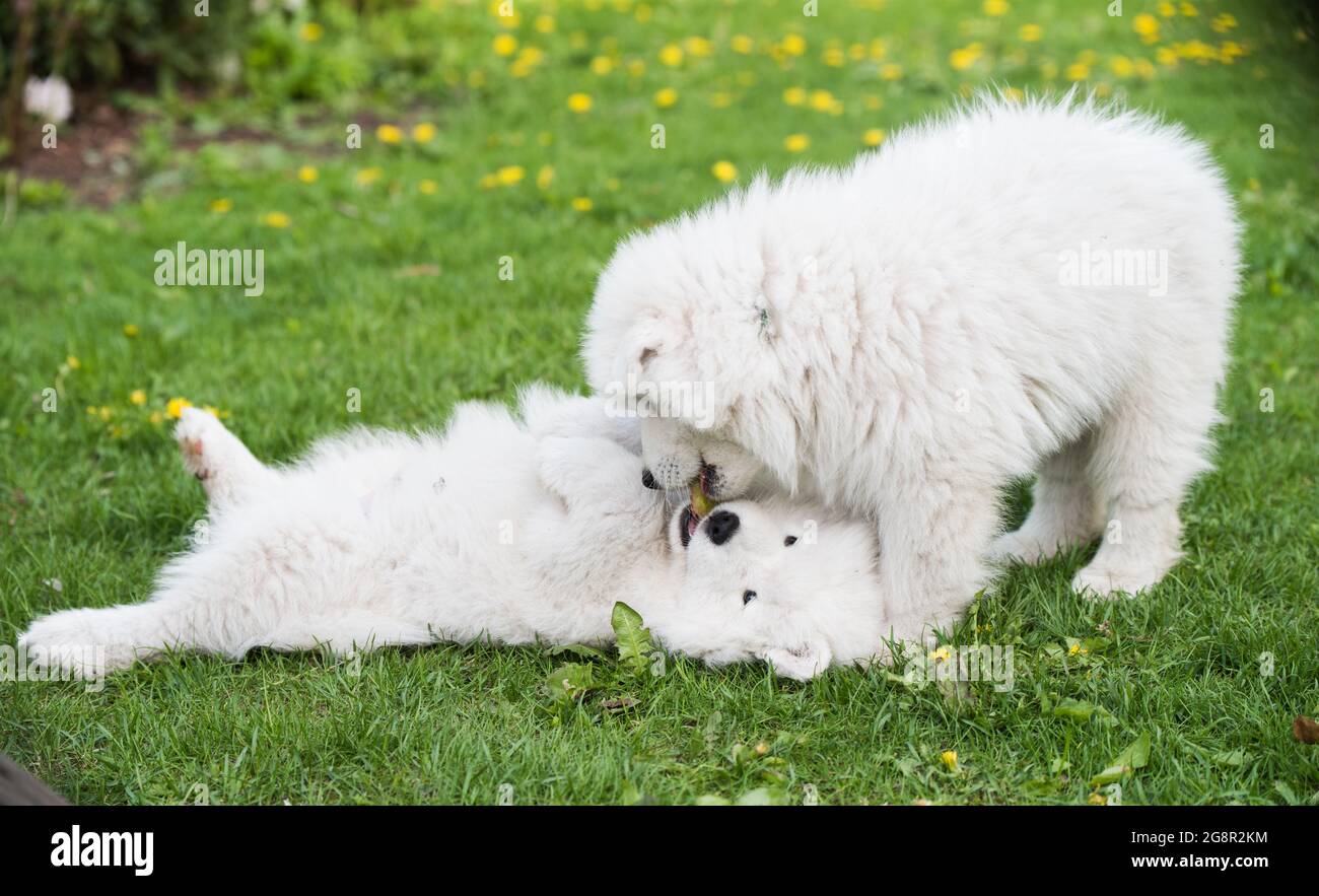 Funny fluffy white Samoyed puppies dogs are playing Stock Photo - Alamy