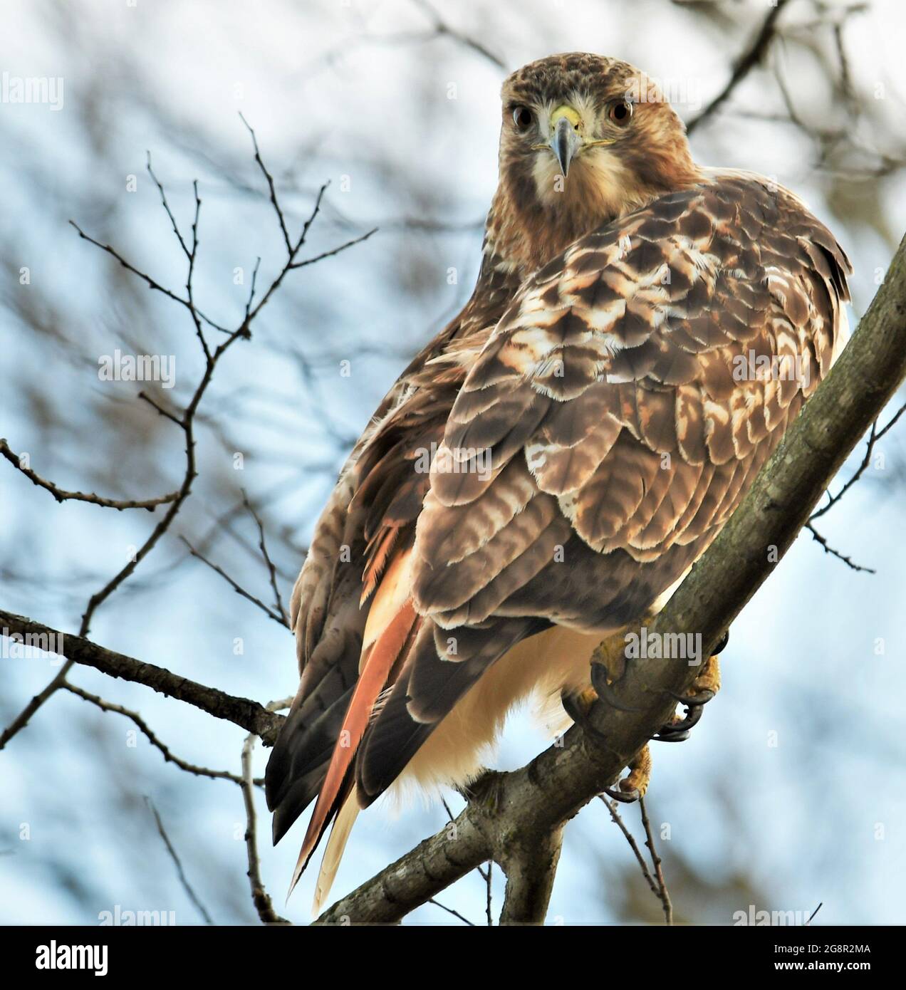 A beautiful perched Red Tailed Hawk Stock Photo - Alamy