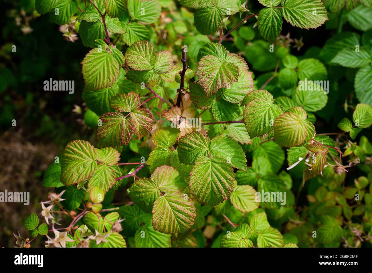 Relief leaves of raspberry. Shallow depth of field. Close up photo of ...