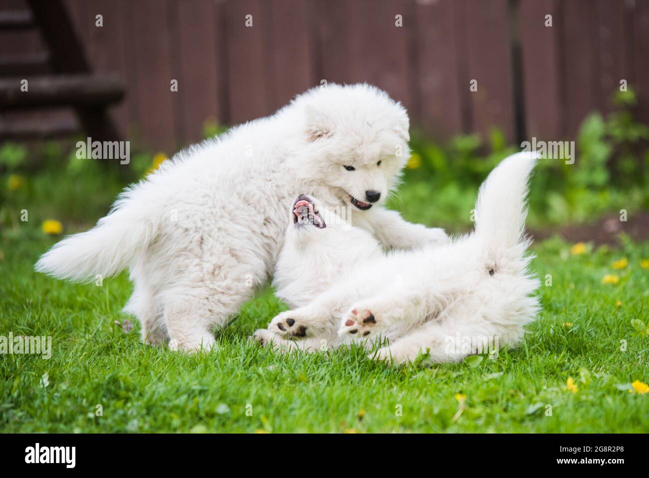 Funny fluffy white Samoyed puppies dogs are playing Stock Photo - Alamy