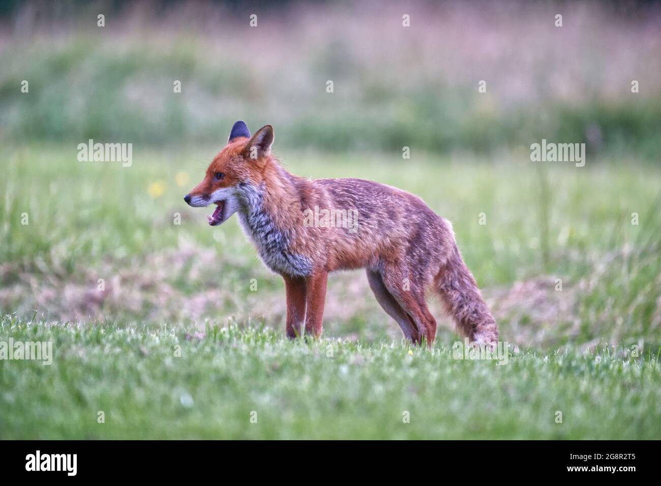 Fox looking up hi-res stock photography and images - Alamy