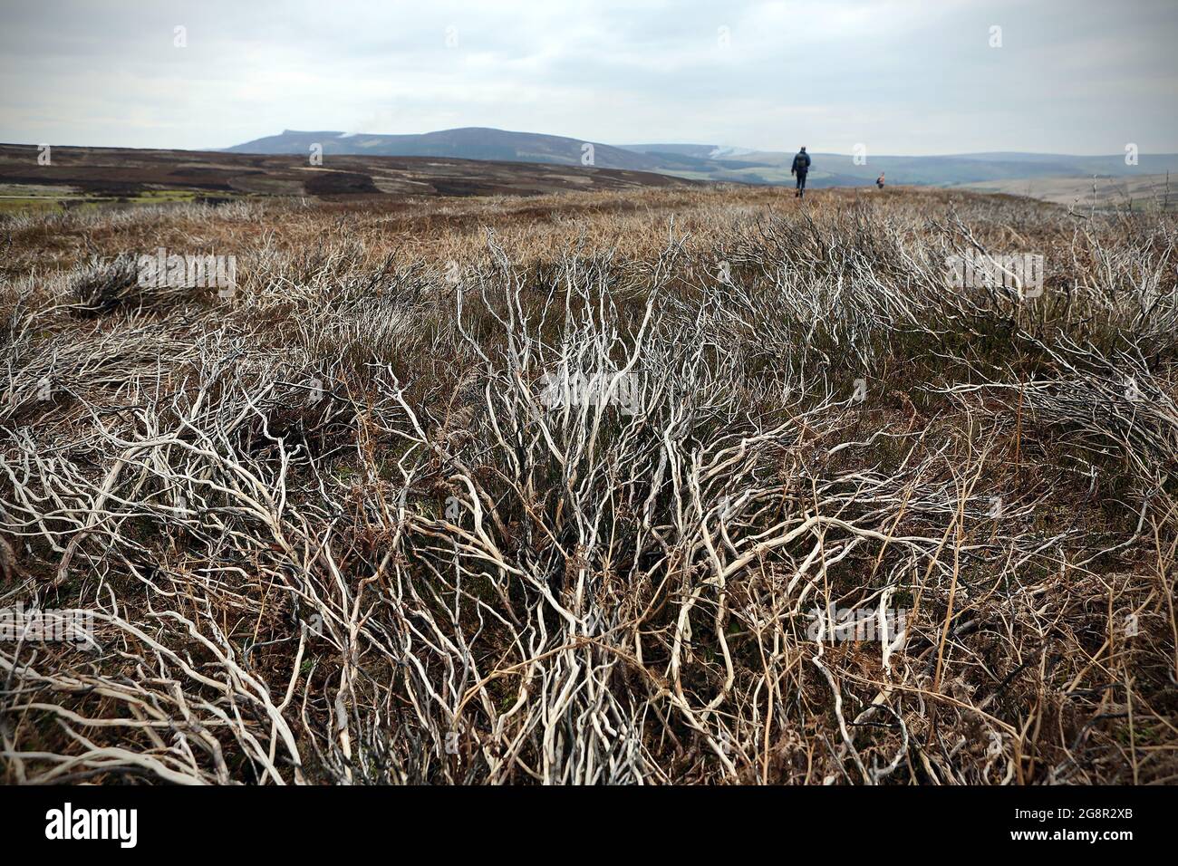 Heather which has been burnt from previous years on Barden Moor in the ...