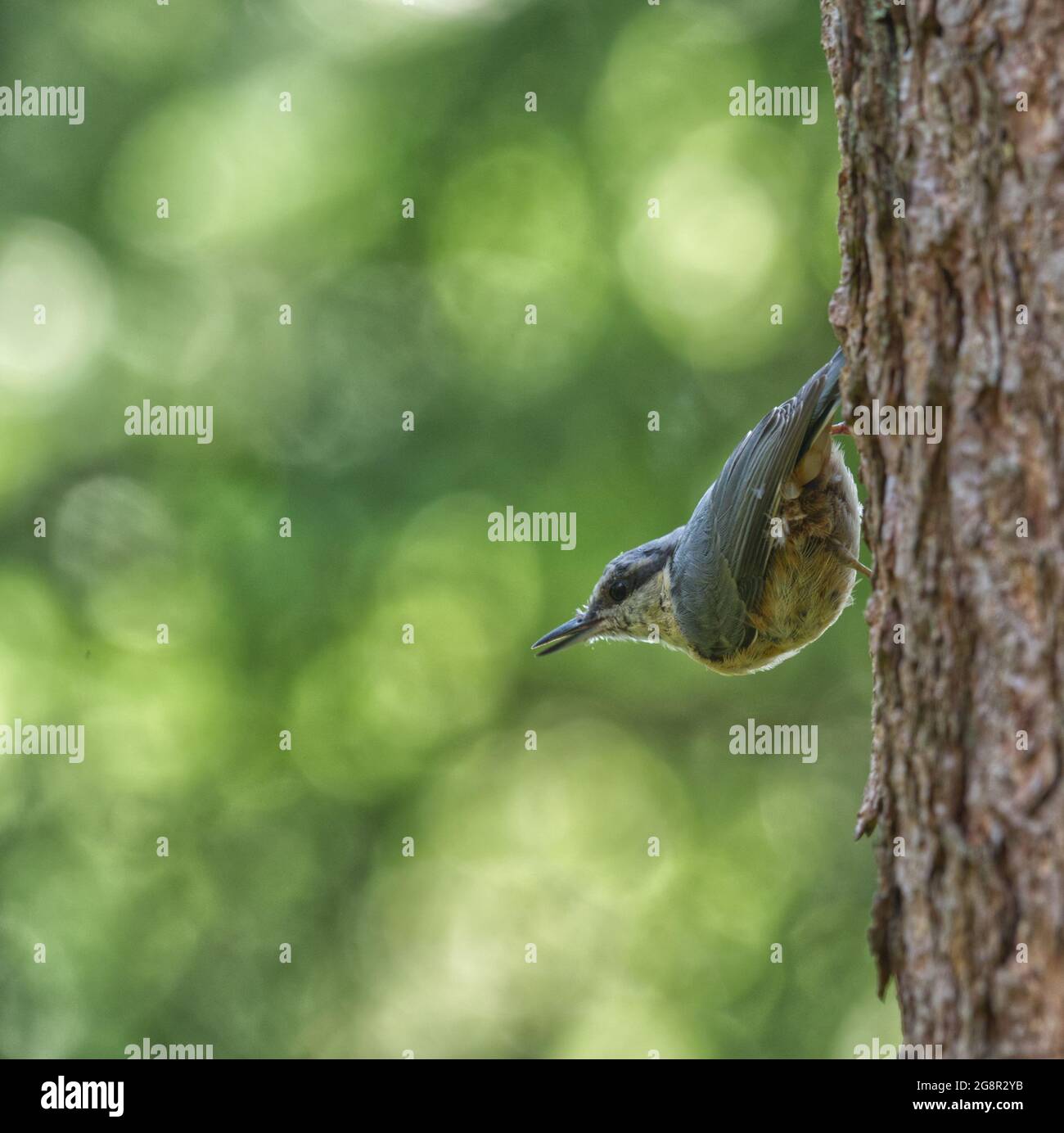 Nuthatch eye stripe hi-res stock photography and images - Alamy