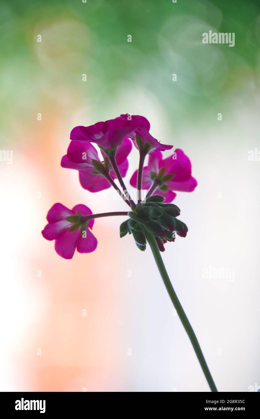Pretty bokeh hi-res stock photography and images - Alamy
