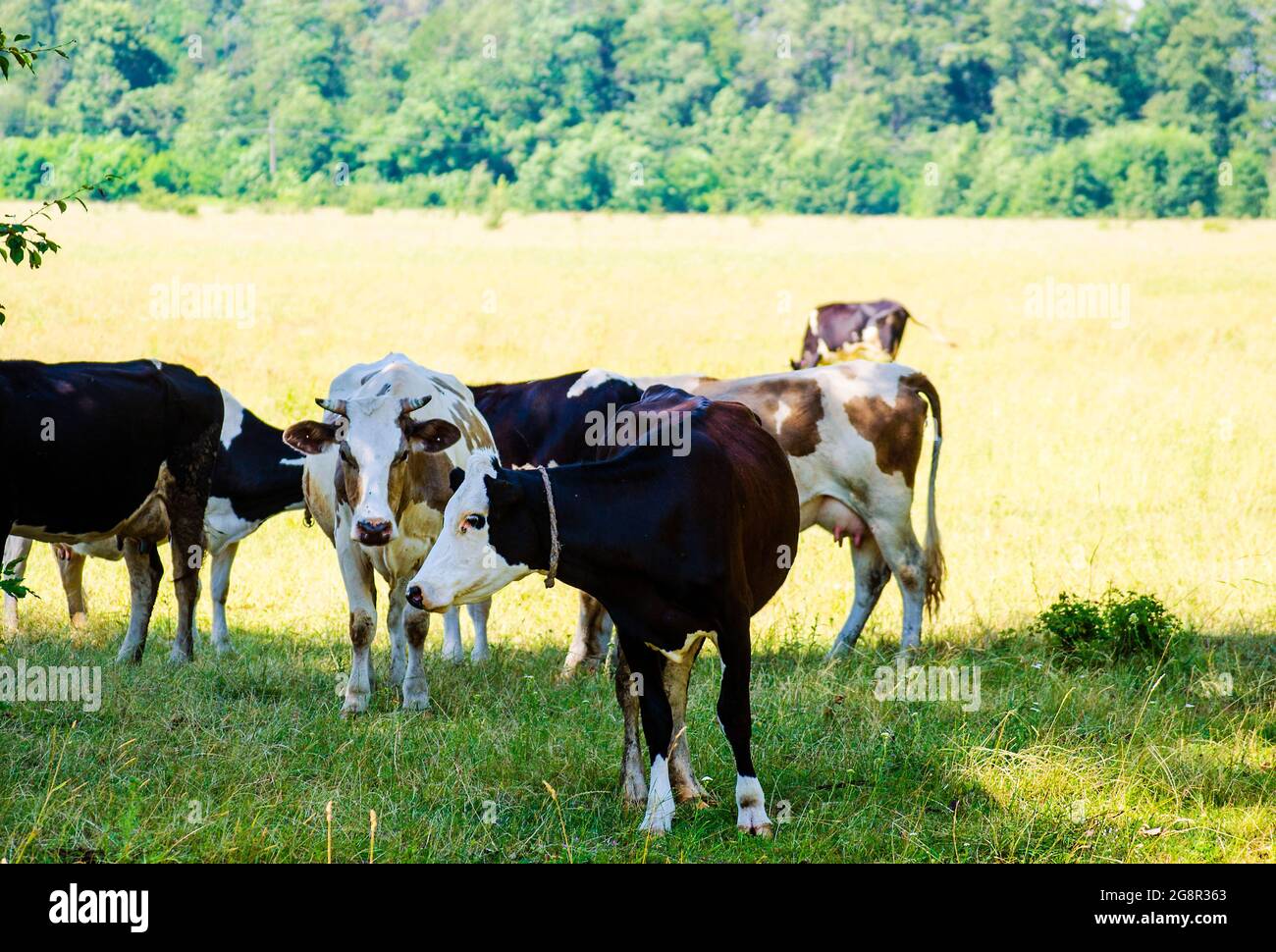 cow in the meadow - grazing of farm animals Stock Photo - Alamy