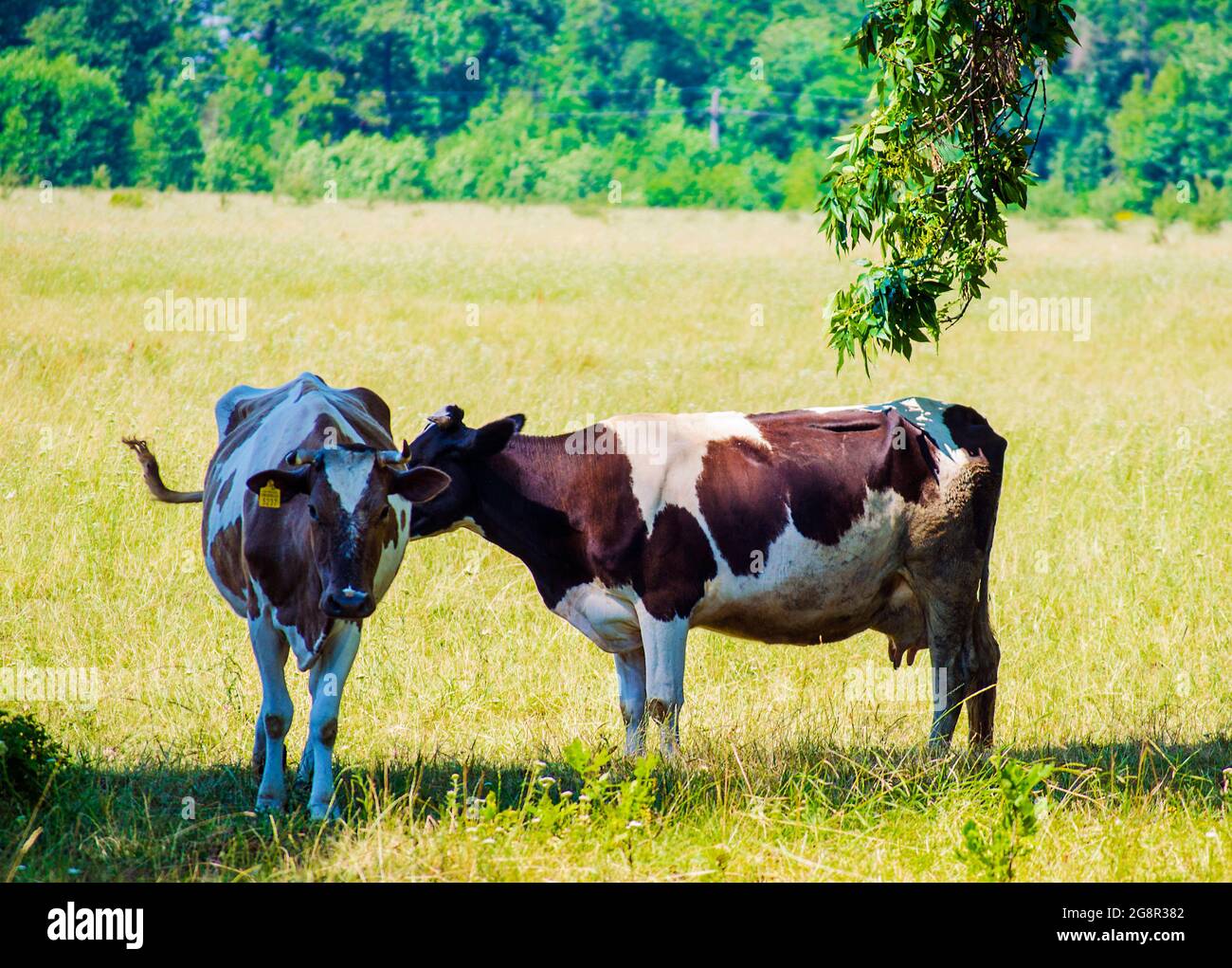 Curly cow hi-res stock photography and images - Alamy