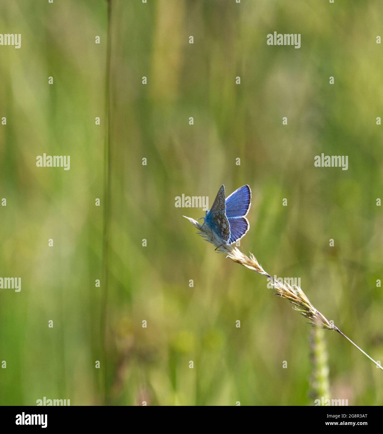 Common Blue Butterfly Stock Photo - Alamy