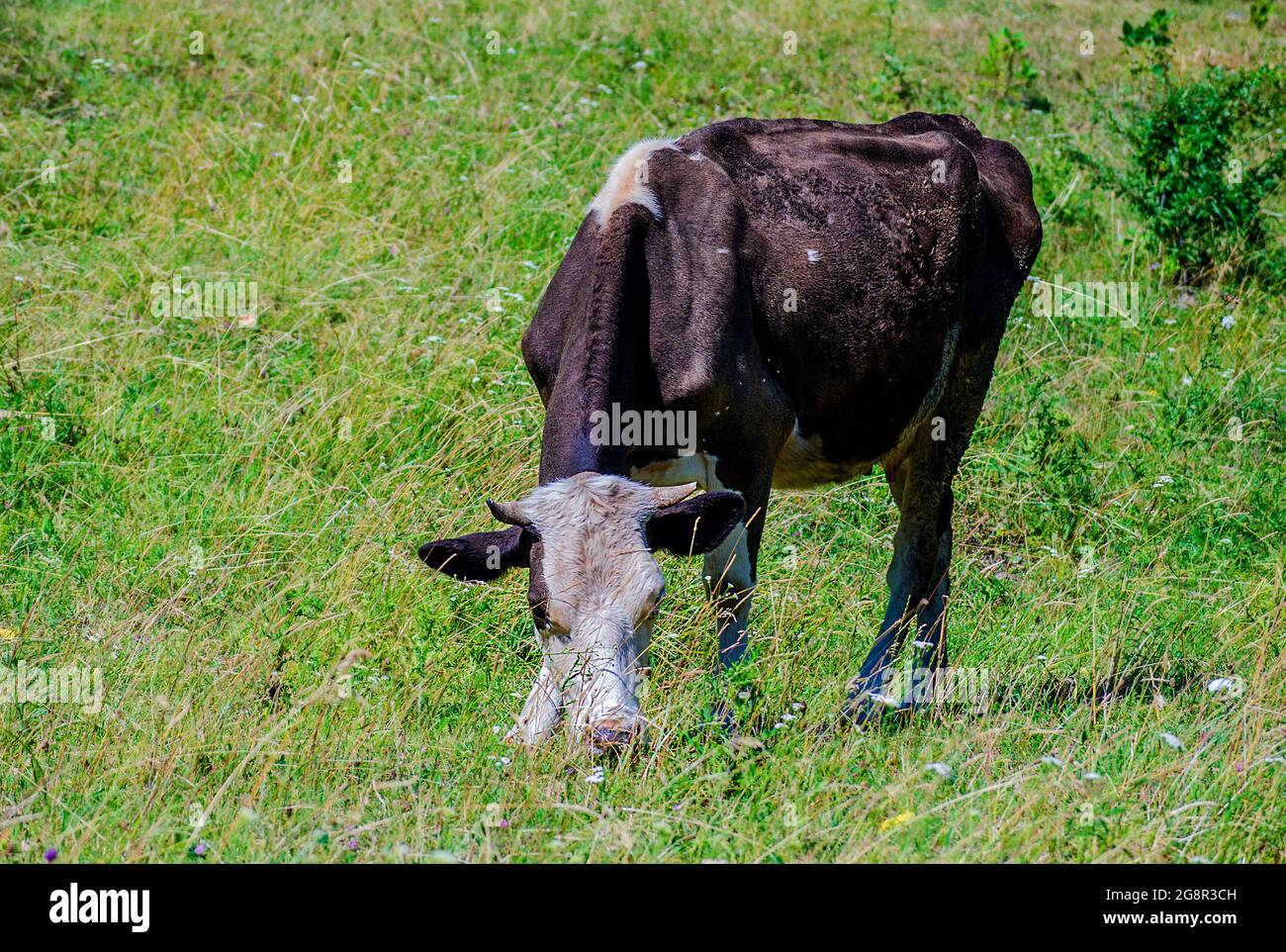 cow in the meadow - grazing of farm animals Stock Photo - Alamy