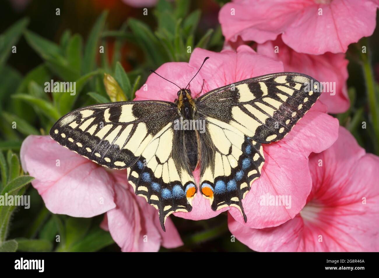 Pink butterfly species hi-res stock photography and images - Alamy