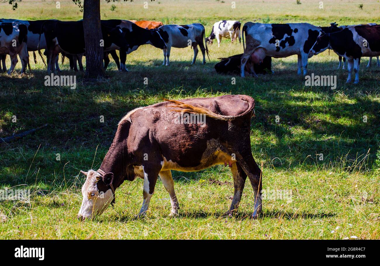 cow in the meadow - grazing of farm animals Stock Photo - Alamy