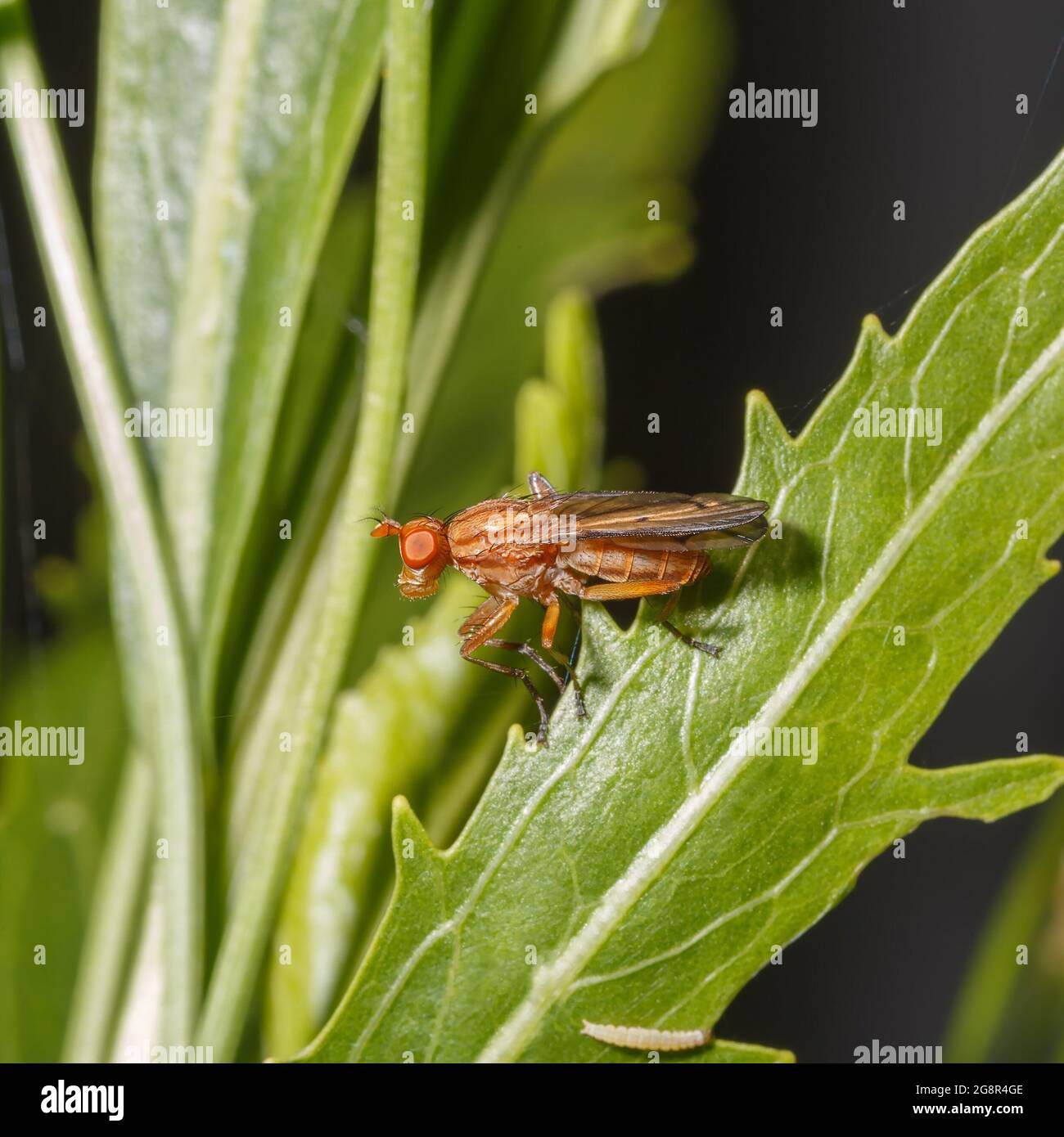 Orange leaf infection hi-res stock photography and images - Alamy