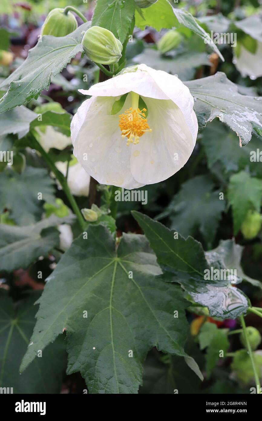 Abutilon hybrida ‘Lucky Lantern White’ Chinese lantern Lucky Lantern ...
