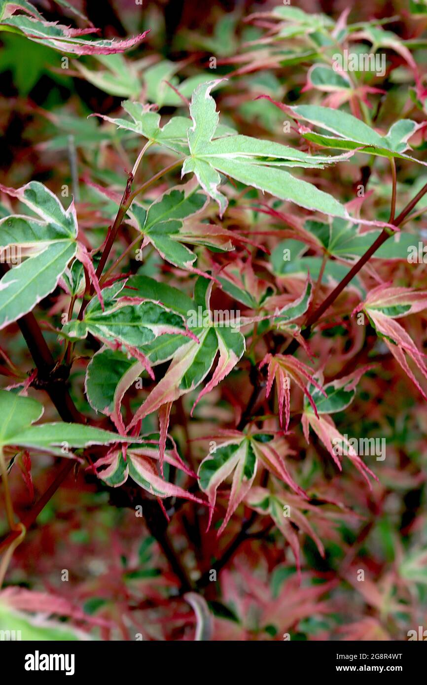 Acer palmatum ‘Beni-schichi-henge’ Japanese maple Beni schichi henge ...