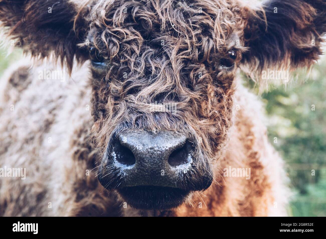 Brown cow with curly ha Stock Photo - Alamy