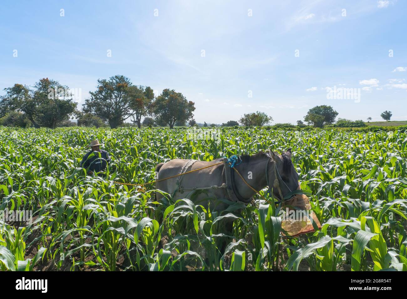 Hispanic farmer with a horse working in a crop field in Mexico Stock ...