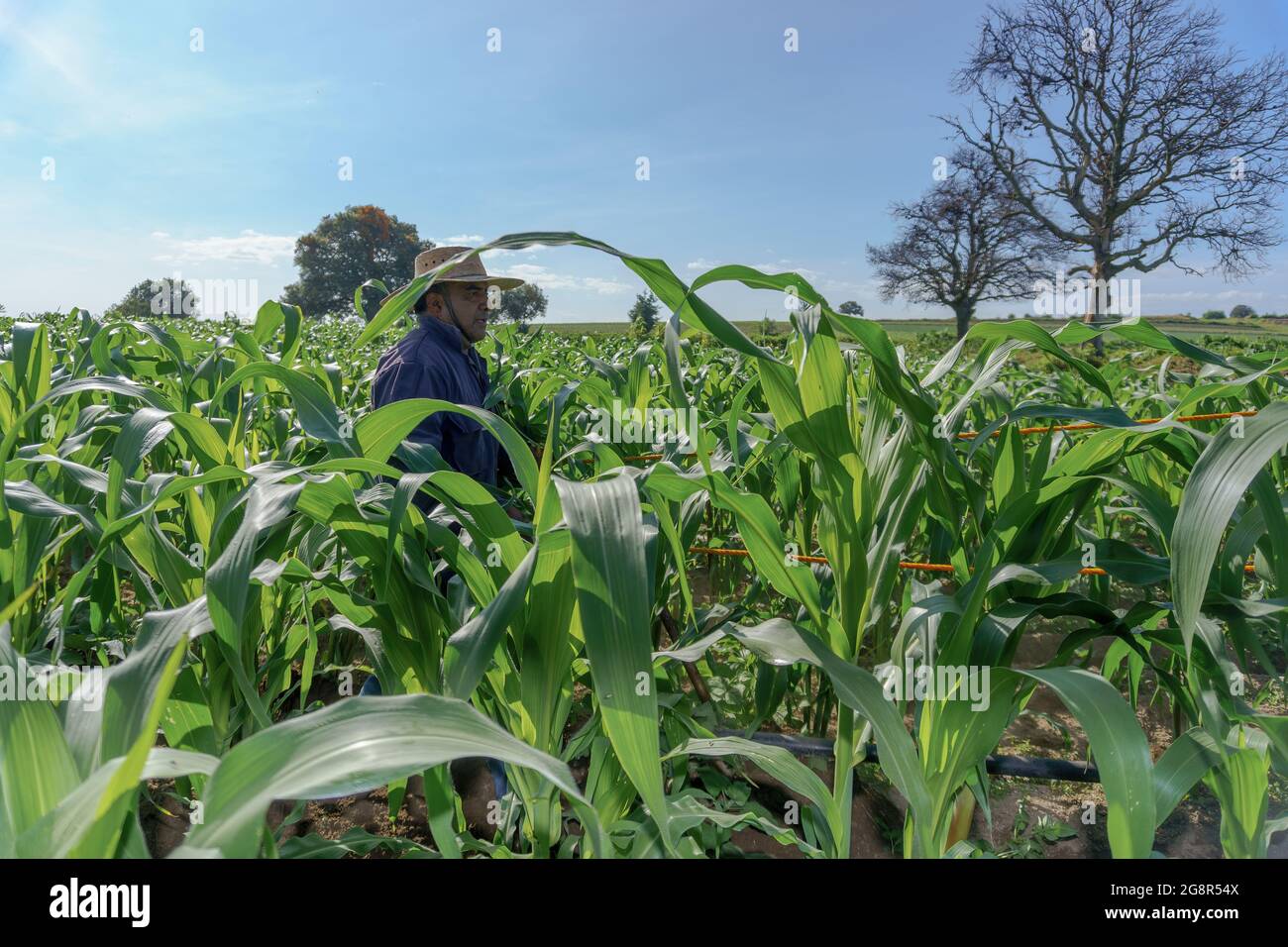 Hispanic farmer working in a crop field in Mexico Stock Photo - Alamy