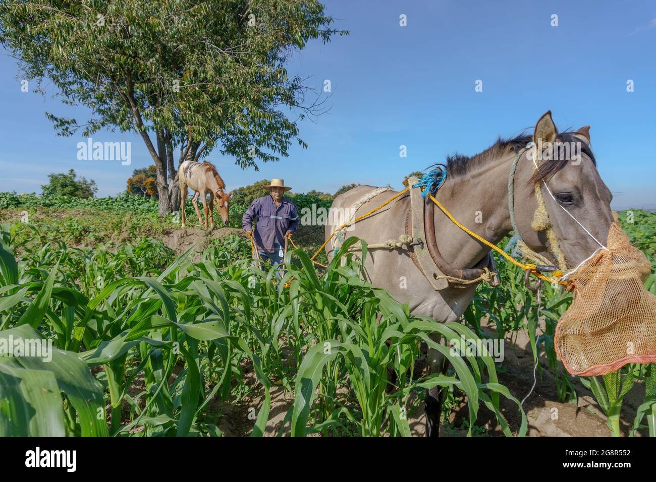 Hispanic farmer with a horse working in a crop field in Mexico Stock ...