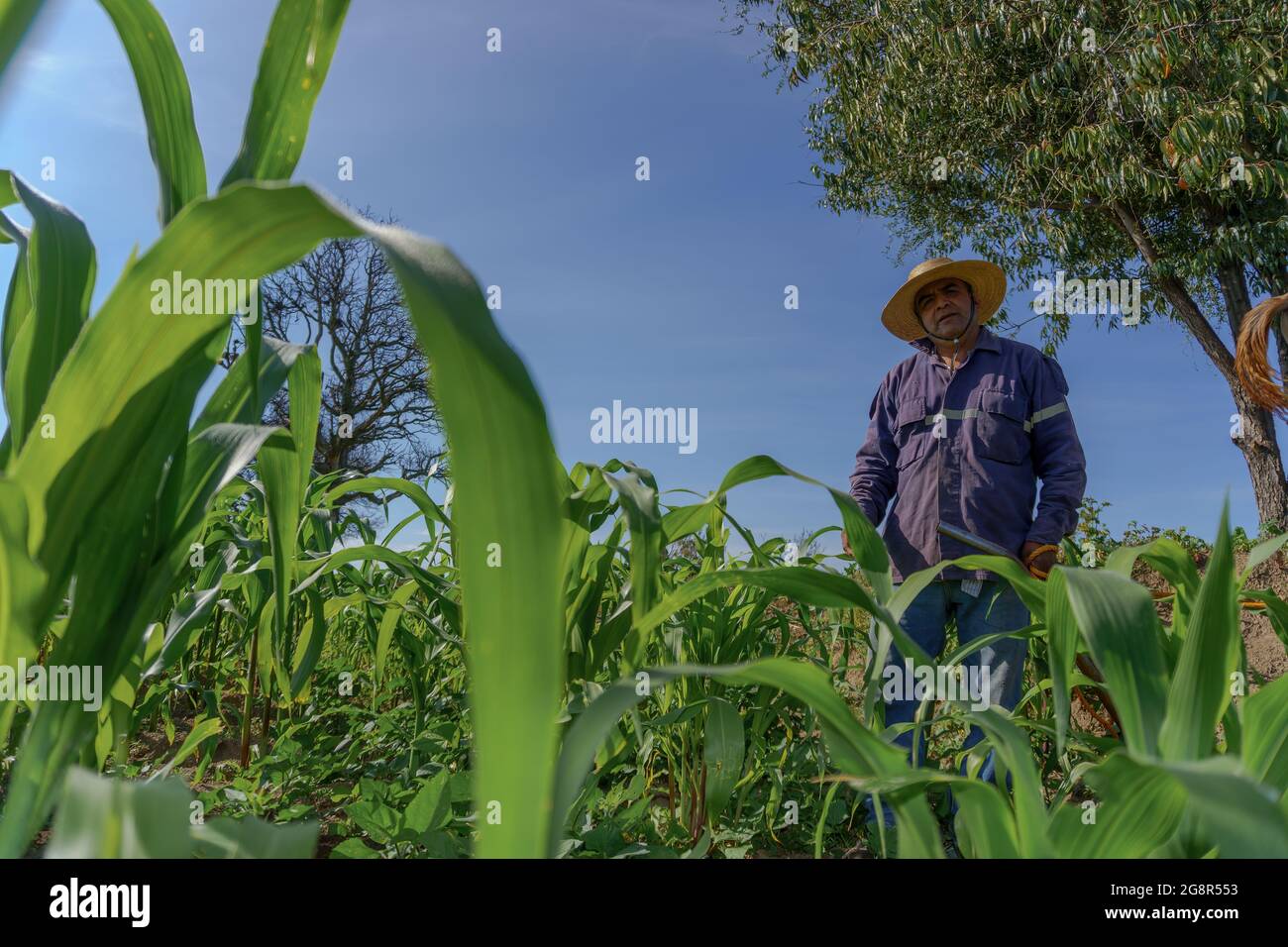 Hispanic farmer working in a crop field in Mexico Stock Photo - Alamy