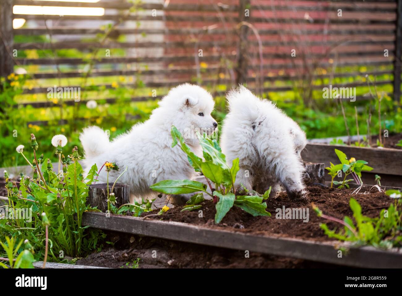 Funny fluffy white Samoyed puppies dogs are playing Stock Photo - Alamy
