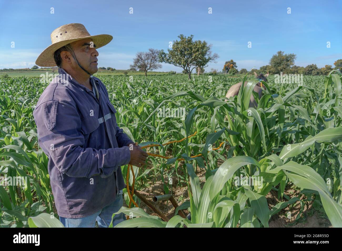 Hispanic farmer working in a crop field in Mexico Stock Photo - Alamy
