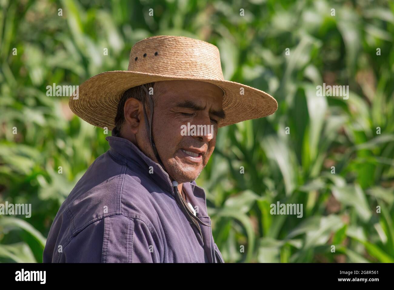 Hispanic farmer working in a crop field in Mexico Stock Photo - Alamy