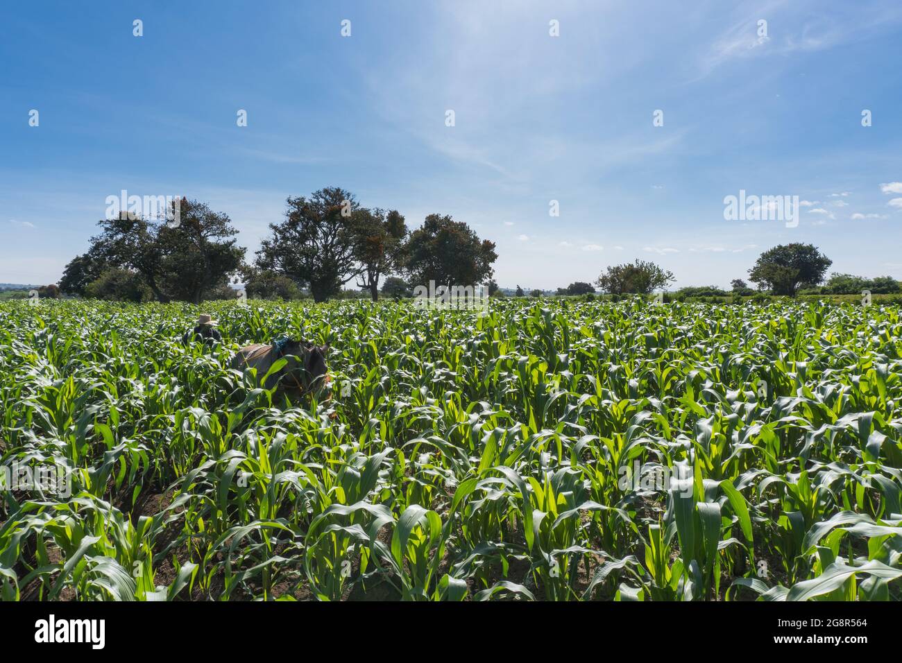 Crop field landscape in a farm in Mexico Stock Photo - Alamy