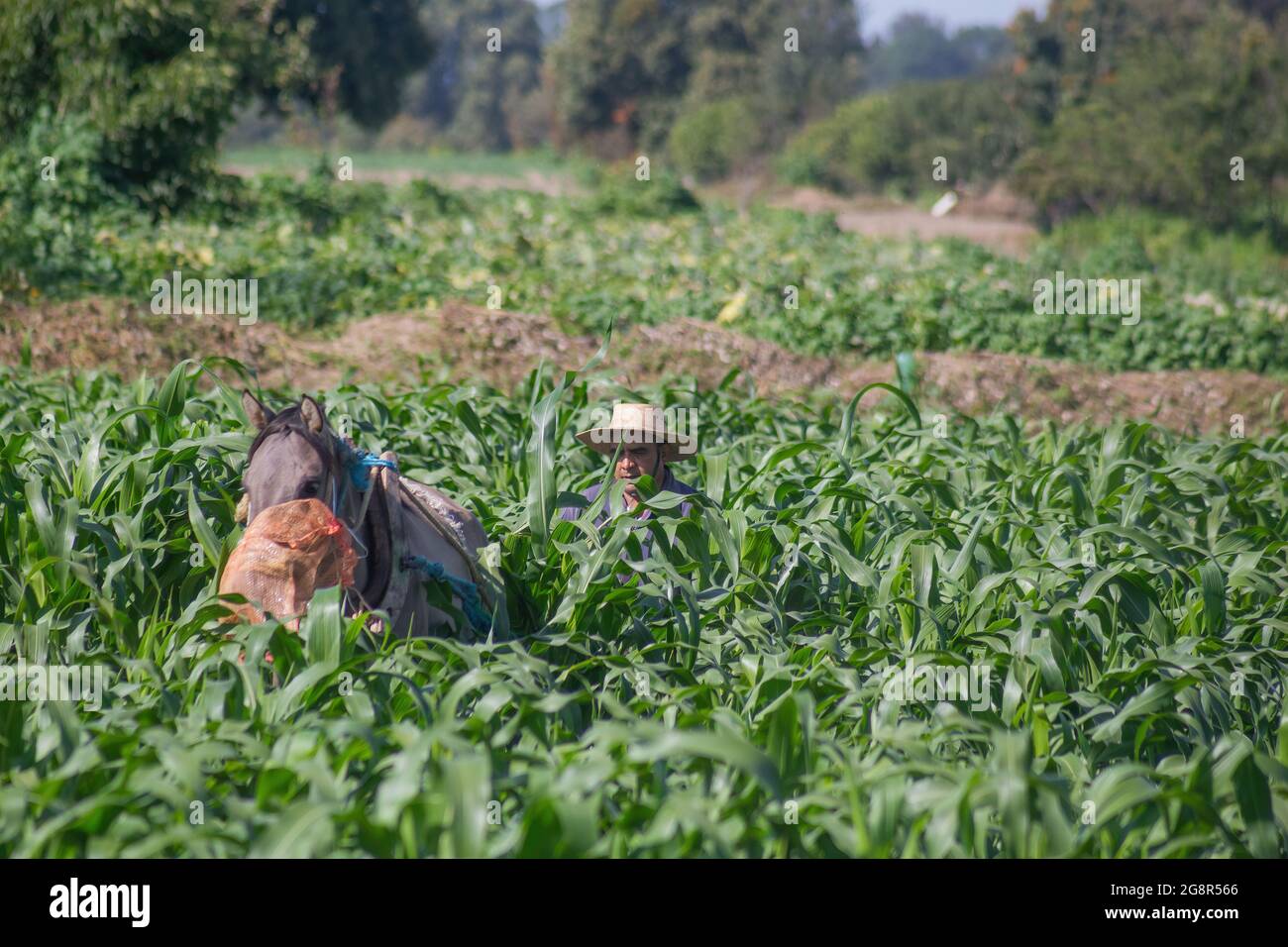 Hispanic farmer with a horse working in a crop field in Mexico Stock ...