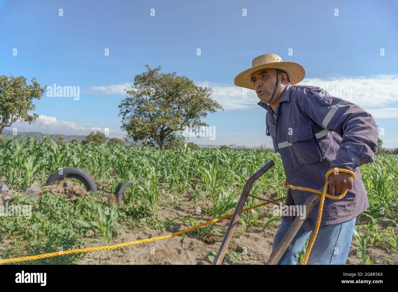 Hispanic farmer working in a crop field in Mexico Stock Photo - Alamy
