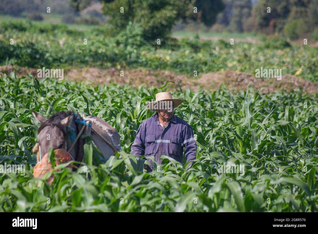 Hispanic farmer with a horse working in a crop field in Mexico Stock ...